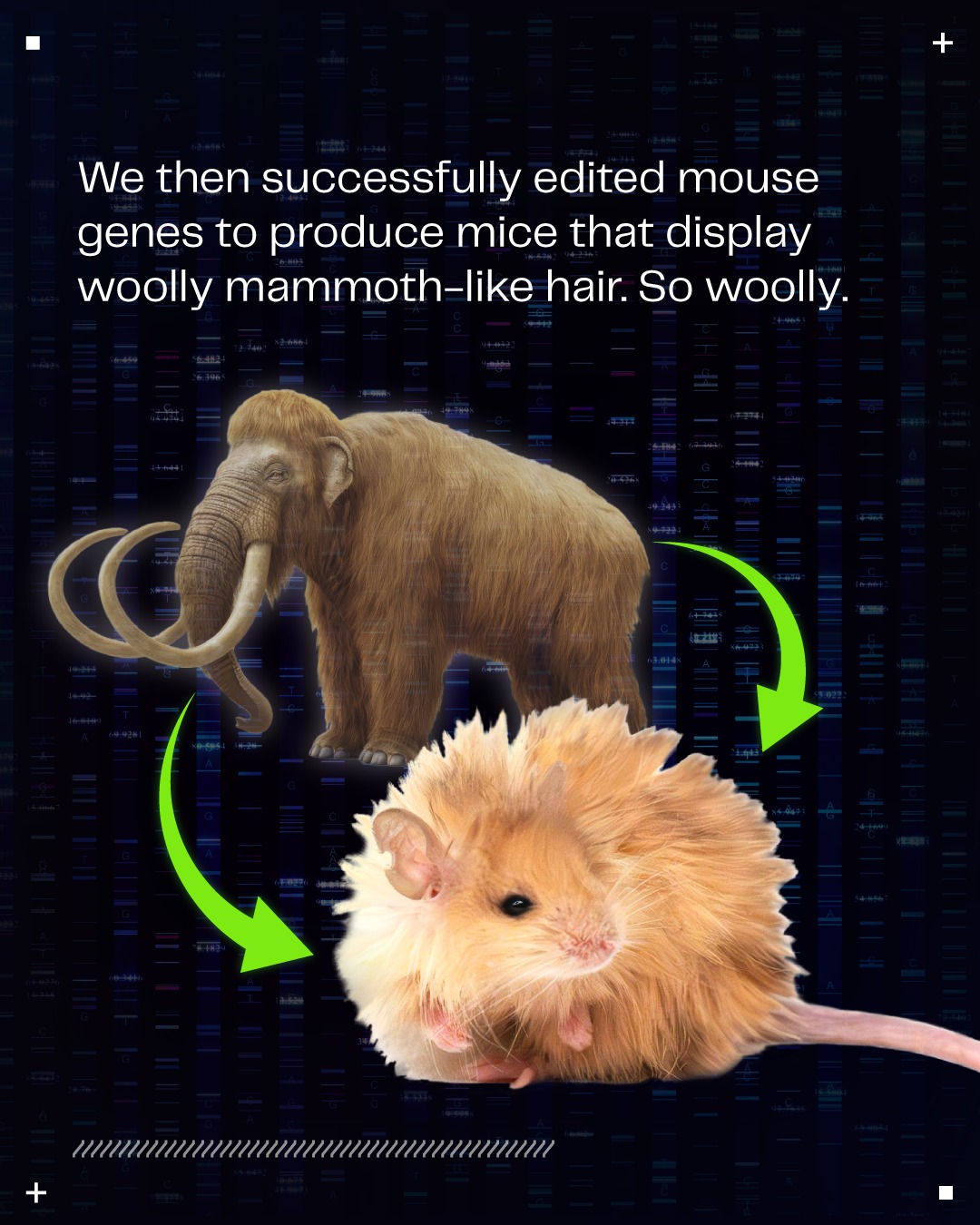 Il sogno di riportare in vita i mammut: nuova svolta con i primi topi ...